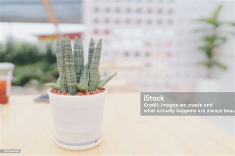 작은 흰 냄비에 산세비에리아 실린드리카 미니멀 한 커피 숍에서 장식나무 테이블에 배치 공기를 정화하고 공간을 복사하는 나무 0