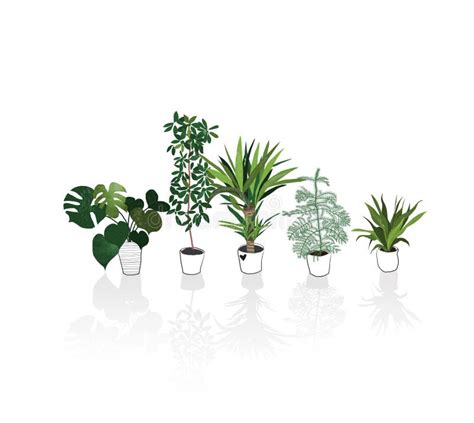 Potted Plants Collection Succulents And House Plants Hand Drawn