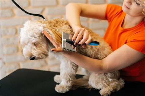 Do You Need A License To Groom Dogs