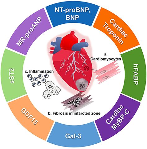 Frontiers Biomarkers For Heart Failure Prognosis Proteins Genetic