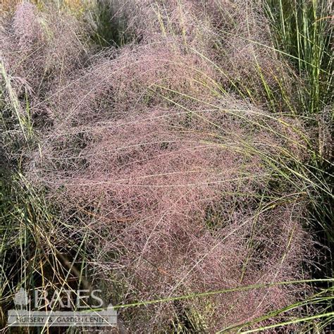 2 Grass Muhlenbergia Capillaris Regal Mistpink Muhly