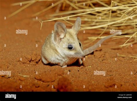 The Fat Tailed Dunnart Sminthopsis Crassicaudata Is A Species Of