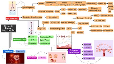Human Reproduction Mindmap Corpus Luteum Menstrual Cycle Human