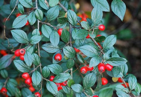 Cotoneaster Salicifolius Autumn Fire Autumn Fire Cotoneaster