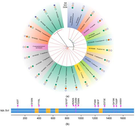 Phylogenetic Variation Of Tri1 Gene And Development Of Pcrrflp Analysis For The Identification
