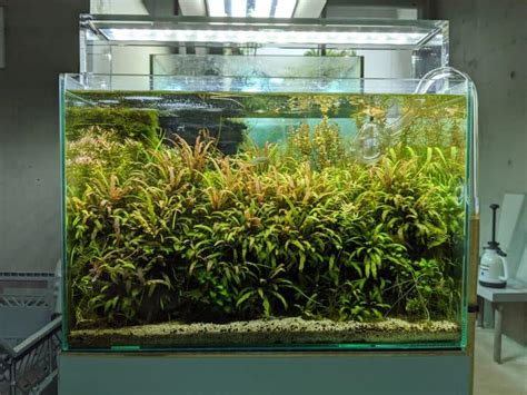 Nano Aquarium Lights Guide Fish Laboratory