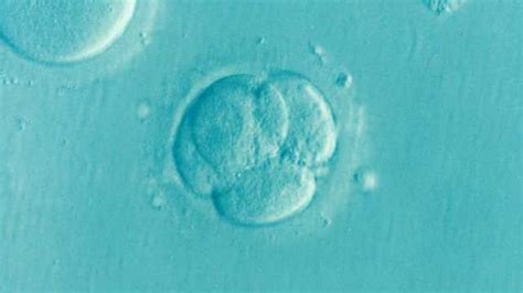 Viewpoint Why Crispr Embryo Editing Is Not ‘morally Urgent No One