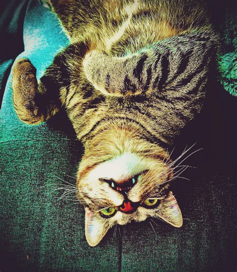 Submitted Without Comment Rcats