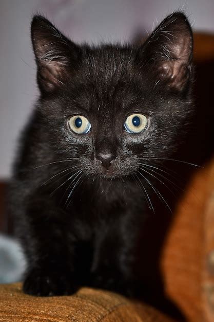 Premium Photo Black Fluffy Kitten At Home