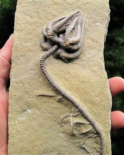 Perfectly Preserved Fossil Over 345 Million Years Scrolller