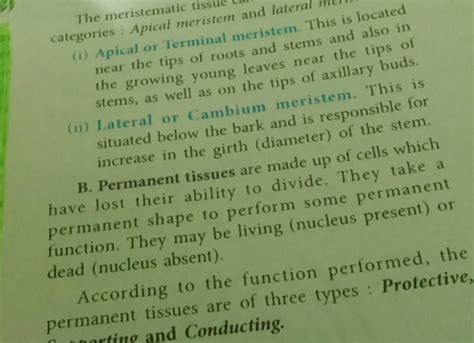 The Meristematic Tissue Categories Apical Meristem And Lateral Theriste