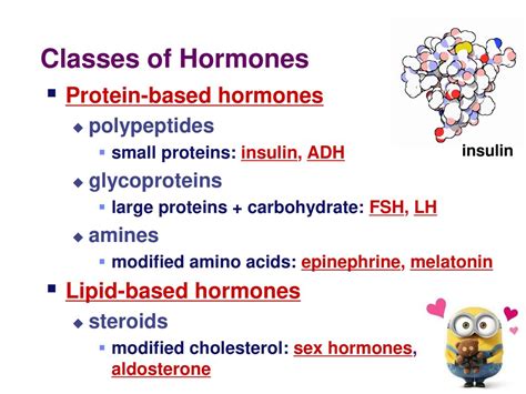 Endocrine System Hormones Ppt Download