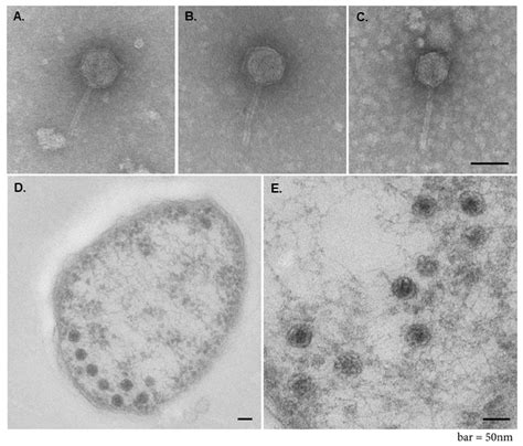 Viruses Free Full Text First Description Of A Temperate Bacteriophage Vbfhimkirk Of