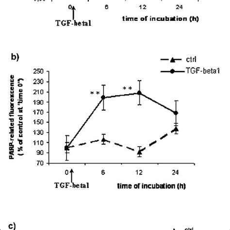 Antiproliferative And Apoptotic Effect Of Tgf ß1 2 Ngml In Bovine