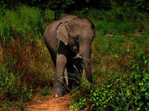 World Elephant Day