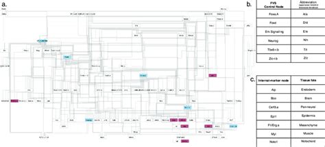 Cell Fate Specification In Ascidian Embryo Model A Gene Regulatory Download Scientific Diagram