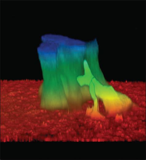 Transformation By Polyomavirus Middle T Antigen Involves A Unique Bimodal Interaction With The