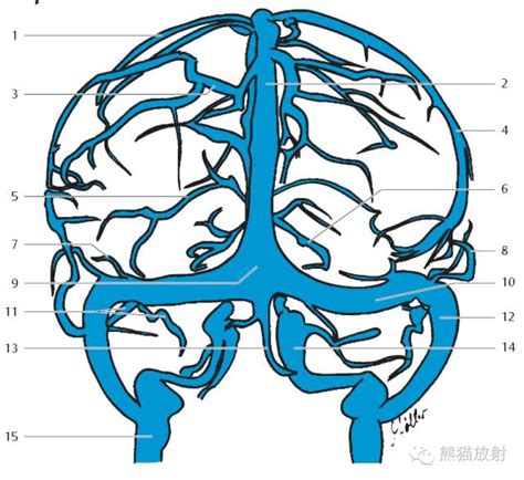 解剖丨脑膜及其血供硬脑膜静脉窦MRV双语 搜狐大视野 搜狐新闻