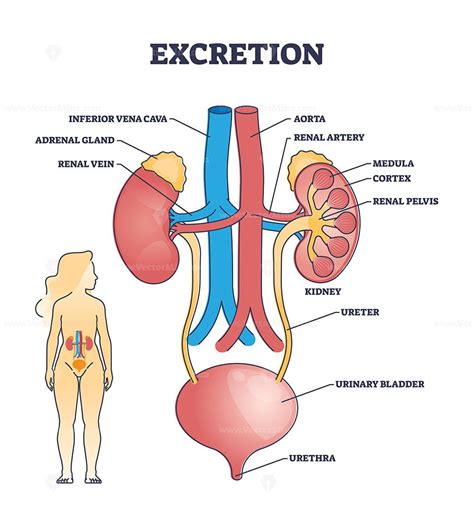 Urinary System Of Human Body And Gender Structure Differences Outline