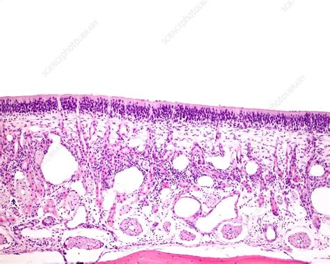 Olfactory Mucosa Of The Nasal Cavity Light Micrograph Stock Image