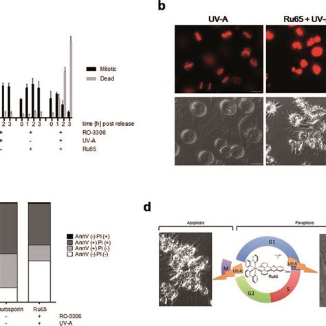 Photo Irradiation Of Ru65 Hampers The Execution Of Mitosis A Hela