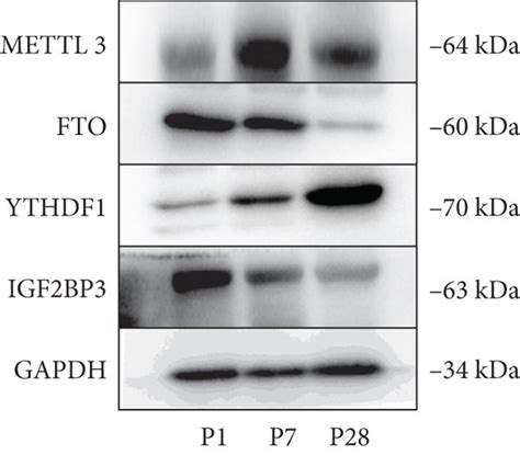 Verification Of Significant Genes A Qpcr Result Of Noteworthy Download Scientific Diagram
