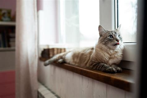 Por qué mi gato se frota contra mí Tiendanimal