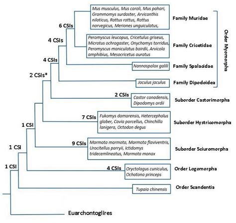 A Conceptual Diagram Summarizing The Overall Evolutionary Relationships
