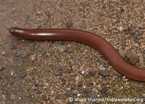 Indian Snakes Indian Snakebite Initiative