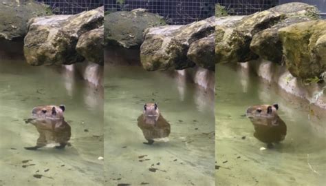 Capibara Es Filmada Bailando Al Ritmo De Thriller