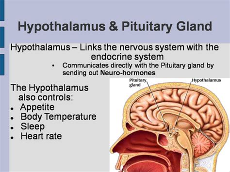 Pituitary Gland Powerpoint Hormones And Diseases Teaching Resources