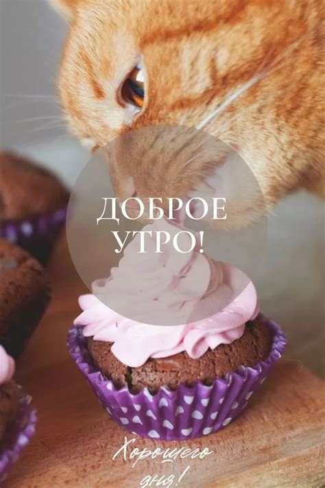Картинки Доброе утро с котиками 65 штук