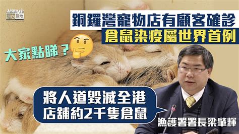 【全球首例】銅鑼灣寵物店有顧客確診、倉鼠染疫屬世界首例 漁護署：將人道毀滅全數約2千隻倉鼠 焦點新聞 港人講地