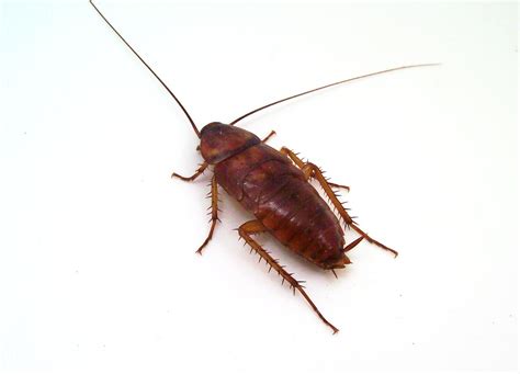 Free Photo Cockroach Beetle Revolting Pest Free Download Jooinn
