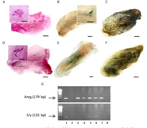 Figure 1 From In Vivo Reprogramming Of Non Mammary Cells To An Epithelial Cell Fate Is