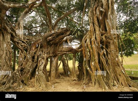 Aerial Root Structure Of Weeping Fig Tree Ficus Benjamina Asia Stock