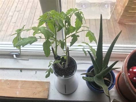 Botanium Automatic Watering Hydroponics Planter Grow Zone Scandinavia
