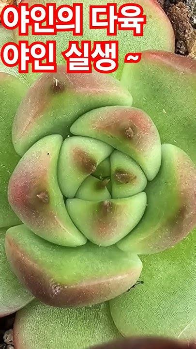 흐린날 오늘도 화이팅 입니다 ~ 이찬원 파종이 실생 다육 다유기 다육이 다육식물 반려식물 다육판매 다육이판매 다육이키우기 다육인스타그램 매혹이 청주