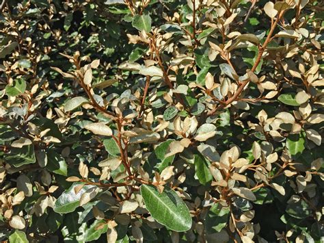 Plants For Dallas Your Source For The Best Landscape Plant Information For The Dallas Ft