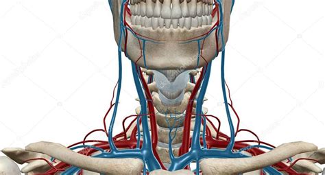 La Vena Yugular Interna Se Encuentra Lateral Y Superficial A La Arteria