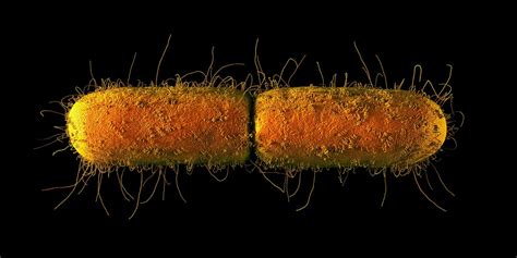 The Death Of Antibiotics Were Running Out Of Effective Drugs To Fight