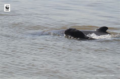 ដំណឹង ល្អ កូន ផ្សោត កម្រ មួយ ក្បាល ទើបនឹង ចាប់កំណើត នៅ ខេត្តក្រចេះ