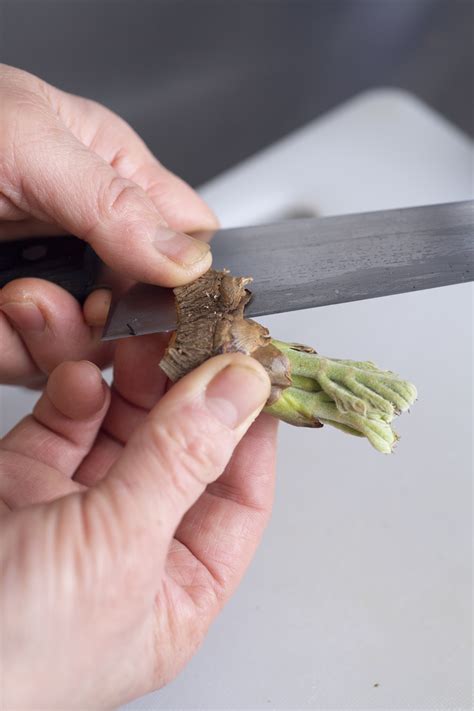 【レシピ】いつもの料理を10分で ⑱山菜のフリット Magacol