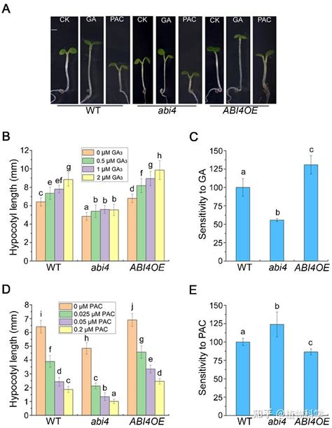 Plant Com 河南大学徐秀美教授团队揭示光信号与赤霉素信号协调控制植物下胚轴伸长新机制 知乎