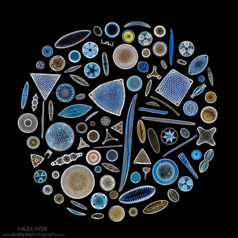 Diatoms Algae Slide