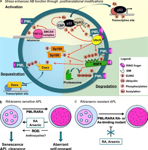 Pdf Acute Promyelocytic Leukemia Arsenic And Pml Bodies Semantic