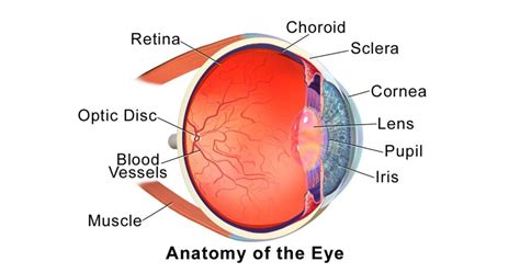 Berbagai Penyakit Pada Pupil Mata Beserta Pengobatannya