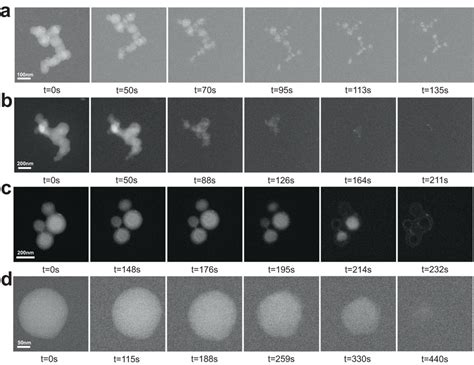 Oxidation Processes Under In Situ Tem A Young Soot B C Partially Download Scientific Diagram