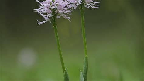 Orchids Of Rhodes Mariposa Nature Tours