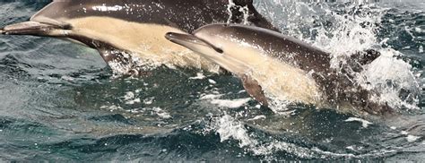 Delphinus Capensis Long Beaked Common Dolphin — Coke Smith Wildlife